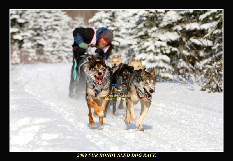 Shane Goosen 2009 Fur Rondy Sled Dog Race