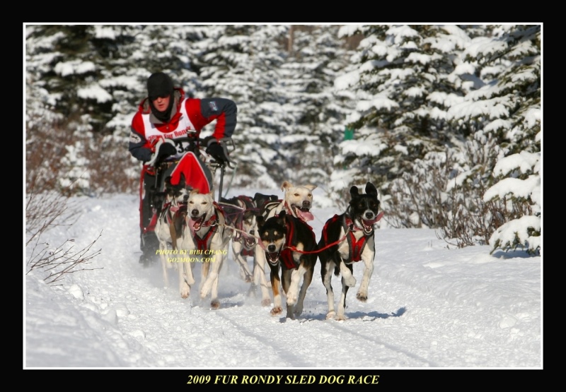Ken Chezik 2009 Fur Rondy Sled Dog Race